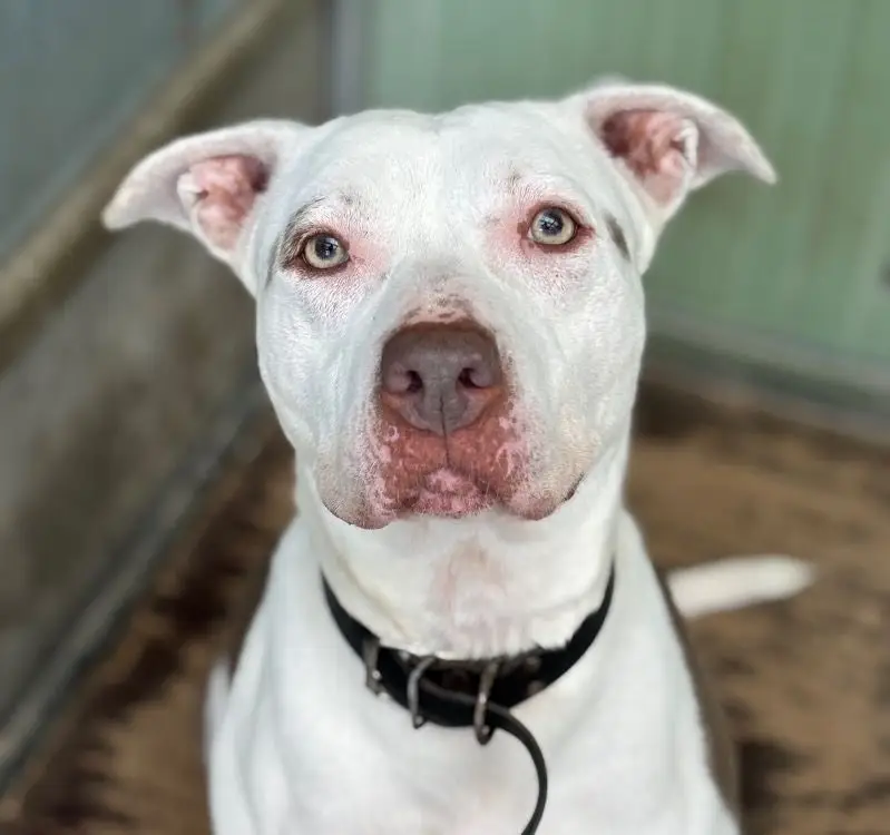 Adopt a Chien Chien : Java in Baromesnil | Adopt'Animaux